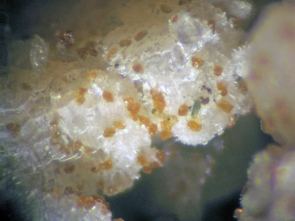 Hydroxylherderite gallery